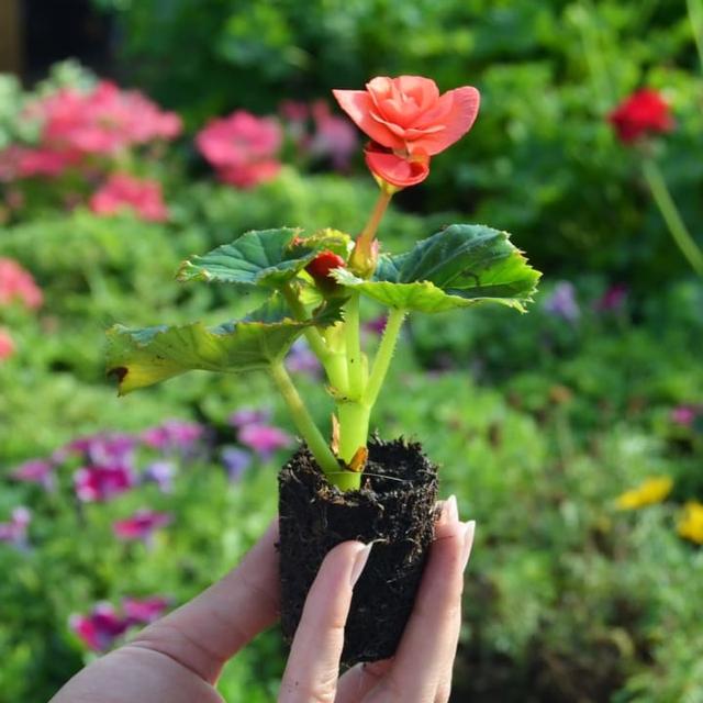 Бегония соления темно-розовая от производителя. Begonia Solenia Dark ...