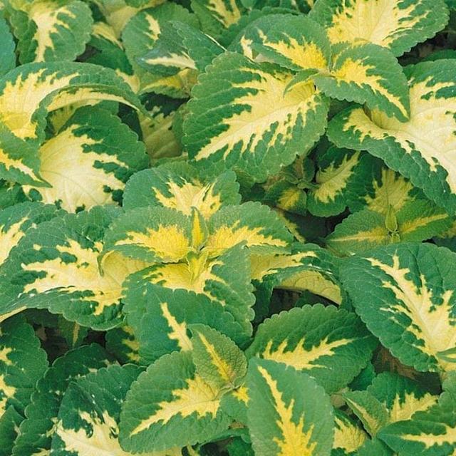 Укорененные черенки и рассада колеуса от ИП Левко М.М. - CvetOzer