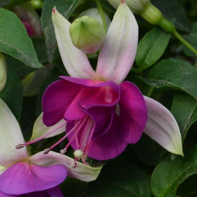 Укорененные черенки и рассада фуксии от ООО АЛМ-агро - CvetOzer