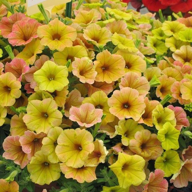 Петуния Fortado Special Mango от производителя. Petunia Fortado Special ...