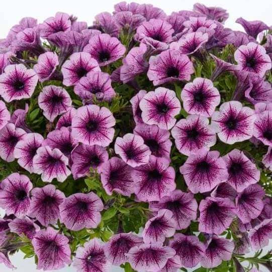 Укорененные черенки и рассада петунии Литлтунии (Littletunia) от ООО ...