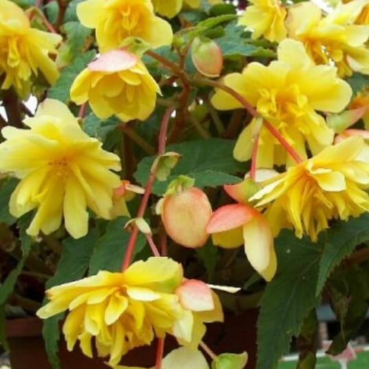 Бегония ампельная нежно-лимонная от производителя. Begonia Belleconia ...