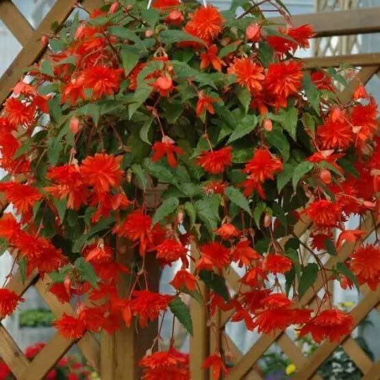 Бегония ампельная нежно-лососевая от производителя. Begonia Belleconia ...