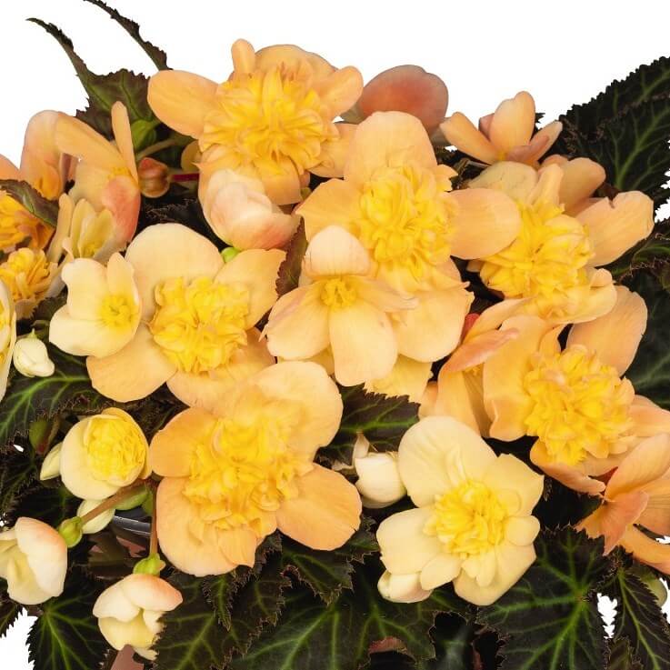 Бегония ампельная кремово-розовая от производителя. Begonia I'CONIA ...