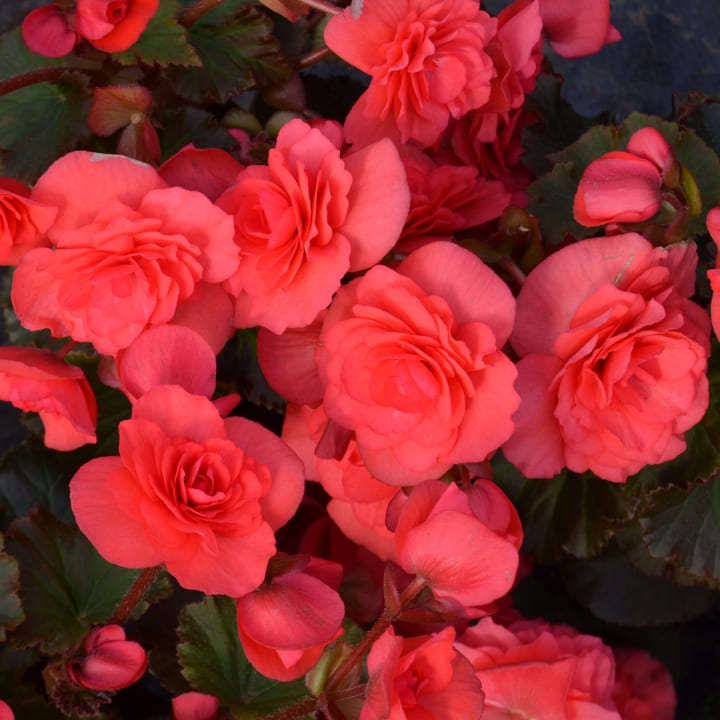 Бегония соления темно-розовая от производителя. Begonia Solenia Dark ...
