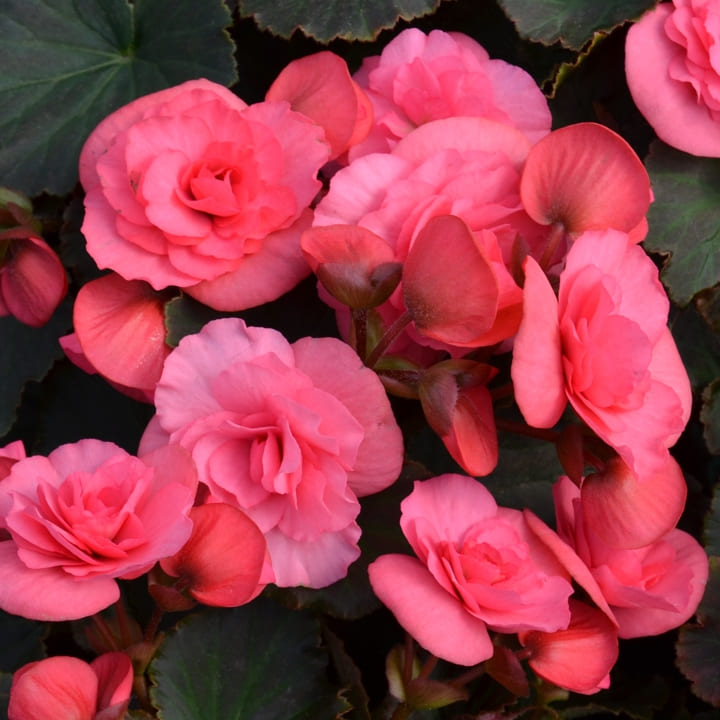 Бегония соления розовая от производителя. Begonia Solenia Light Pink ...