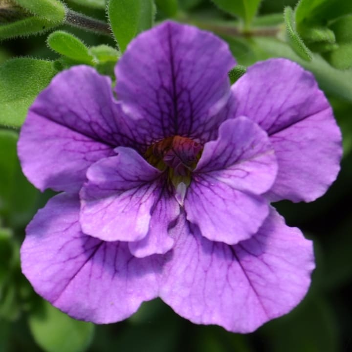 Калибрахоа Алоха Double Lavender от производителя. Calibrachoa Aloha ...
