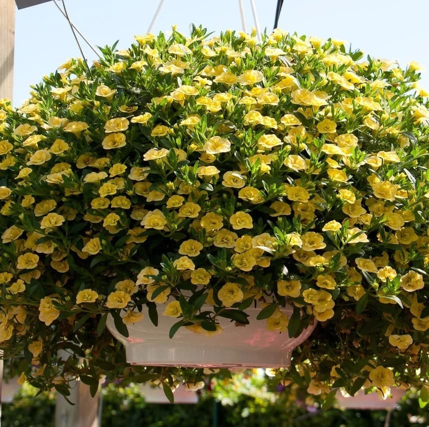 Калибрахоа Алоха махровая желтая от производителя. Calibrachoa Aloha ...