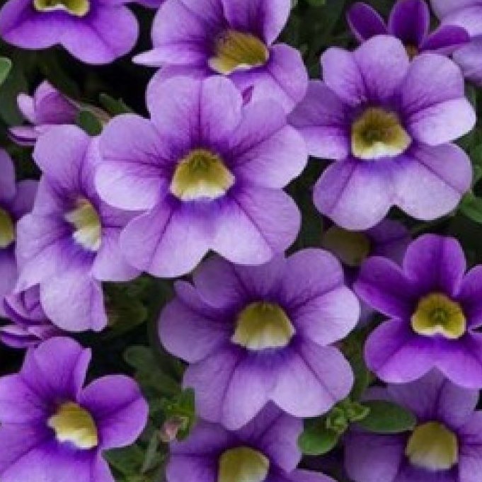 Калибрахоа Bloomtastic Blue Sky от производителя. Calibrachoa ...