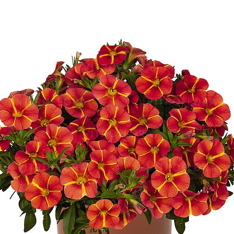 Калибрахоа Bloomtastic Orange Cart Wheel от производителя. Calibrachoa ...