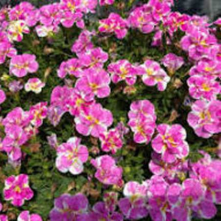 Калибрахоа Calita Double Pink Splash от производителя. Calibrachoa ...