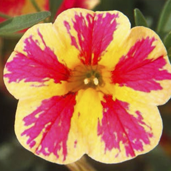 Калибрахоа Calita Special Cherry Star от производителя. Calibrachoa ...