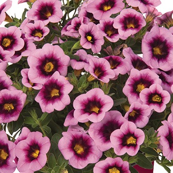 Калибрахоа розовая от производителя. Calibrachoa Hula Soft Pink купить ...