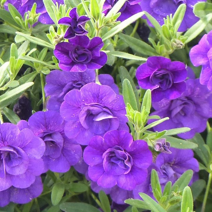 Калибрахоа Minifamous Neo Double Blue от производителя. Calibrachoa ...