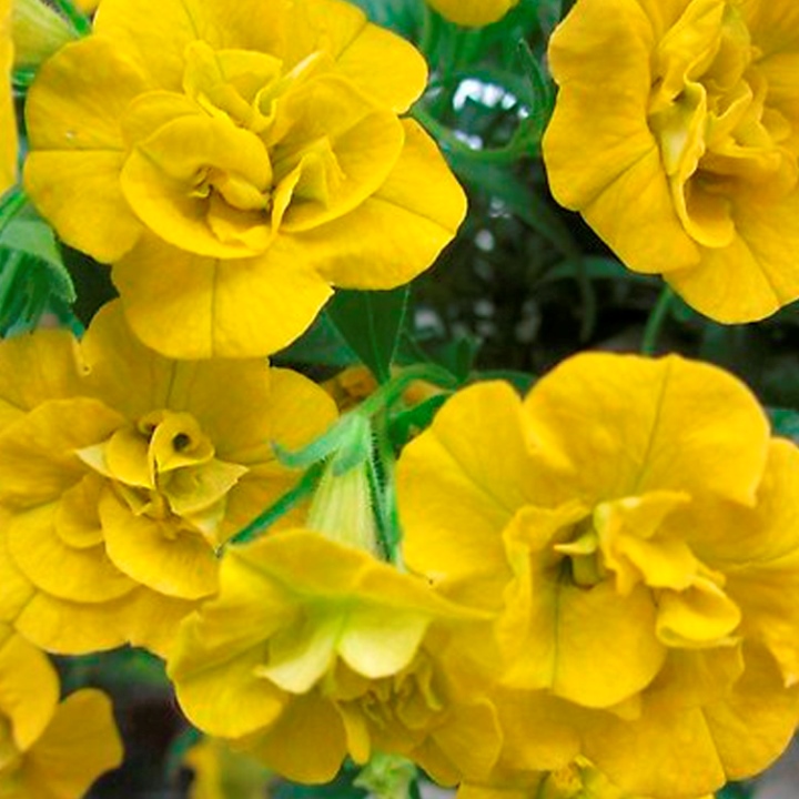 Калибрахоа Minifamous Neo Double Lemon от производителя. Calibrachoa ...