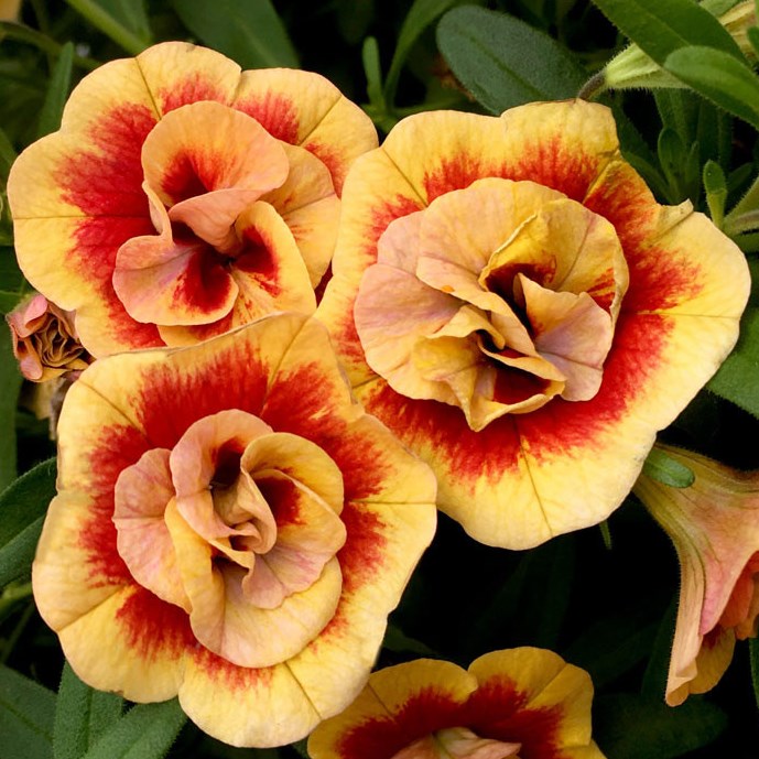 Калибрахоа Minifamous Neo Double Orangetastic от производителя ...