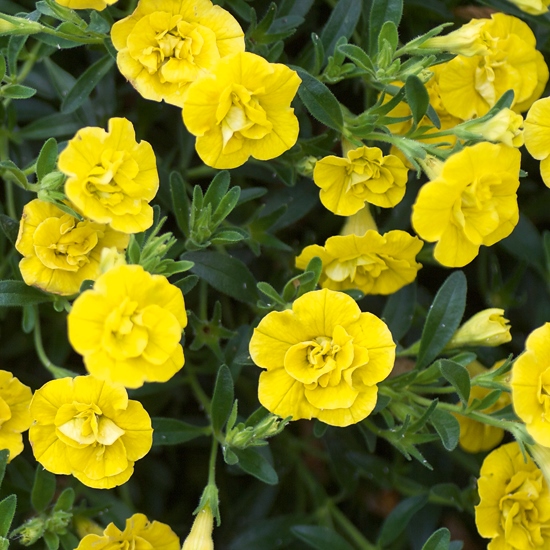 Калибрахоа Minifamous Neo Double Yellow от производителя. Calibrachoa ...