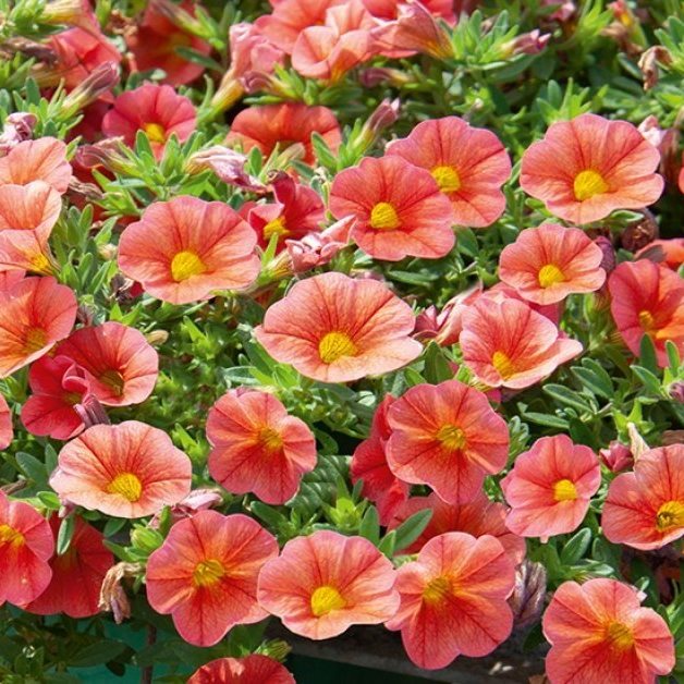 Калибрахоа Minifamous Neo Mango от производителя. Calibrachoa ...