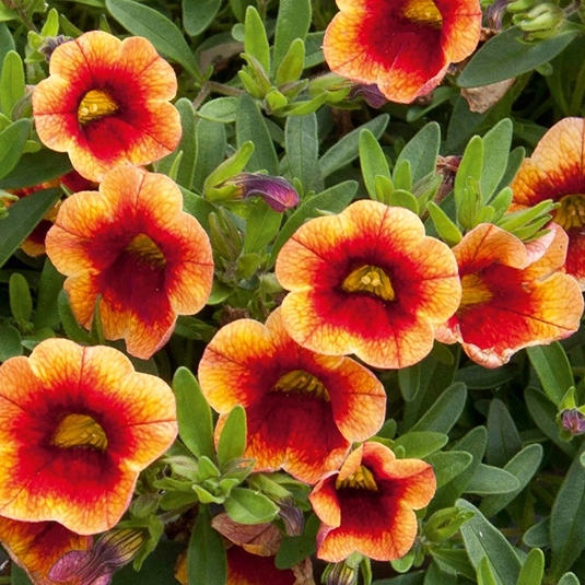 Калибрахоа Minifamous Neo Orange-Red Eye от производителя. Calibrachoa ...