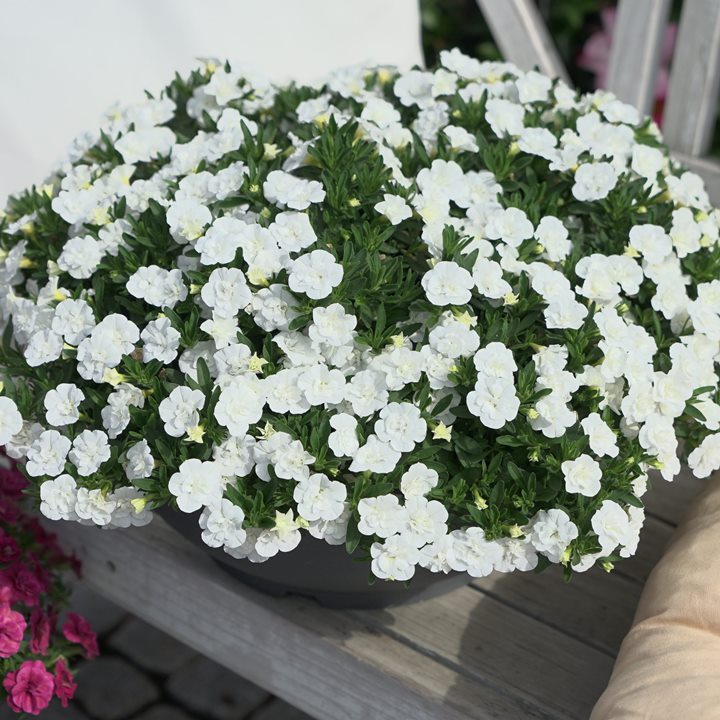 Калибрахоа Minifamous Oro Double White от производителя. Calibrachoa ...