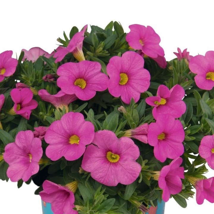 Калибрахоа Rainbow Pink от производителя. Calibrachoa Rainbow Pink ...