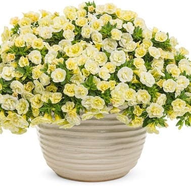 Калибрахоа Супербелз махровая лимонная от производителя. Calibrachoa ...