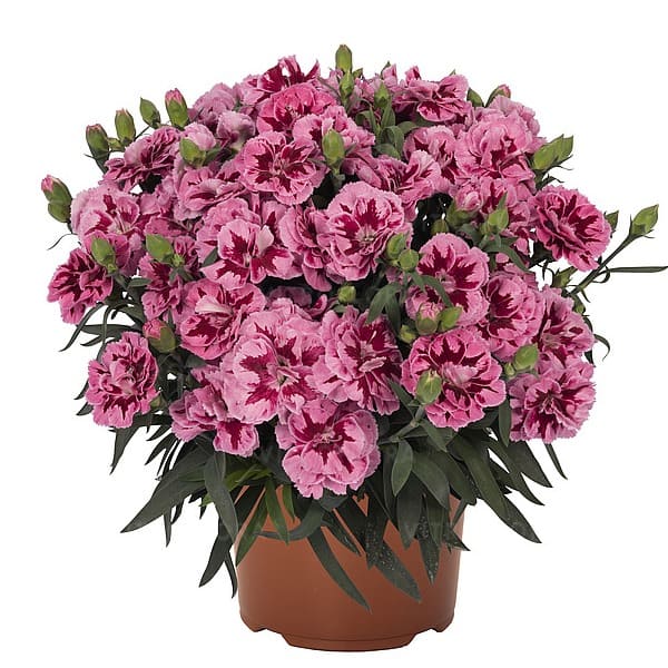 Гвоздика Арабелла розовая от производителя. Dianthus Arabella Pink ...