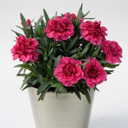 Гвоздика Оскар темно-розовая от производителя. Dianthus Oscar Purple ...