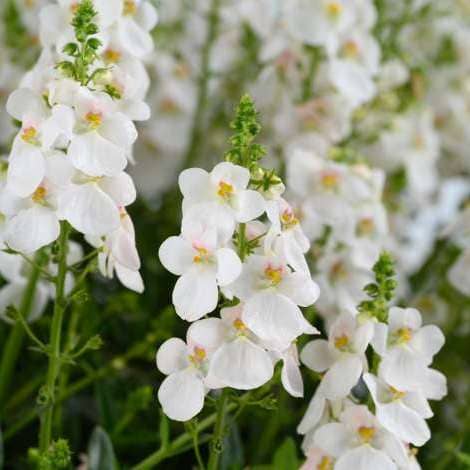 Диасция белая от производителя. Diascia Trinity Grace купить оптом и в ...