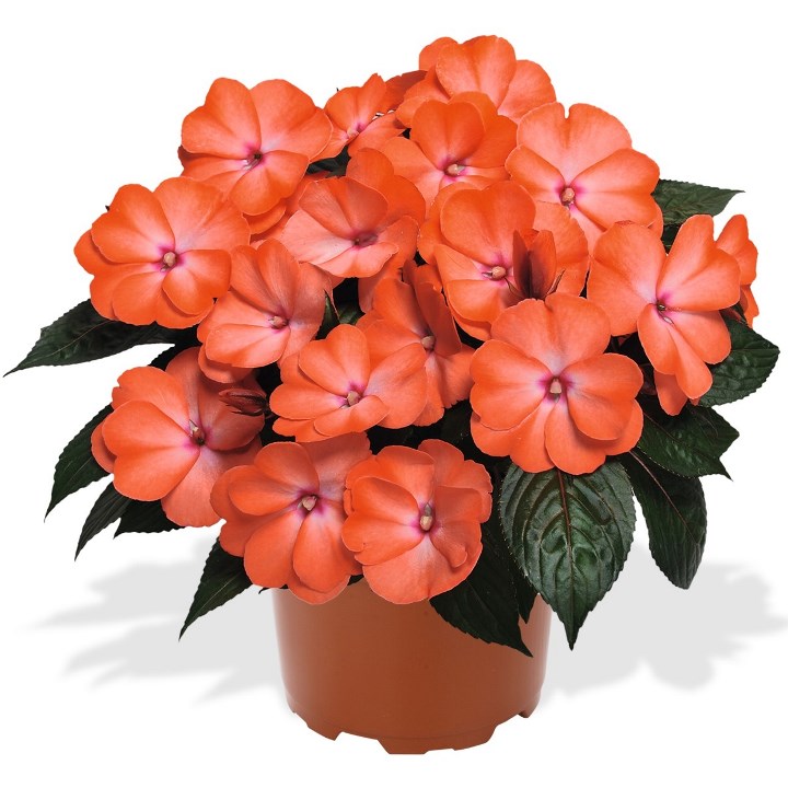 Бальзамин новогвинейский Магнум лососевый от производителя. Impatiens ...