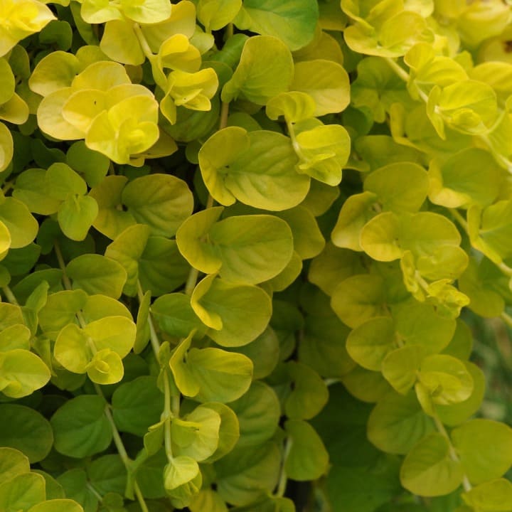 Лизимахия цвета морской волны от производителя. Lysimachia Aurea купить ...