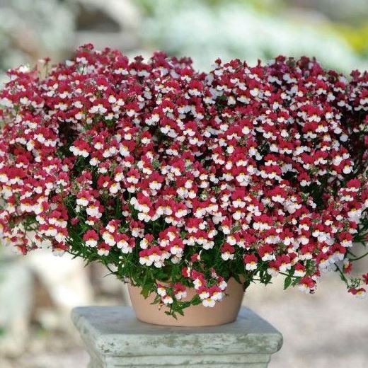 Немезия красно-белая от производителя. Nemesia Sunsatia Cherry on Ice ...
