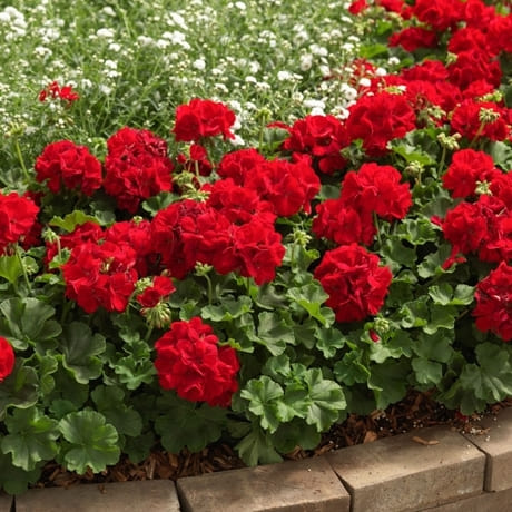 Пеларгония полуампельная темно-красная от производителя. Pelargonium ...