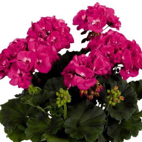 Пеларгония зональная пурпурная от производителя. Pelargonium Zonale ...