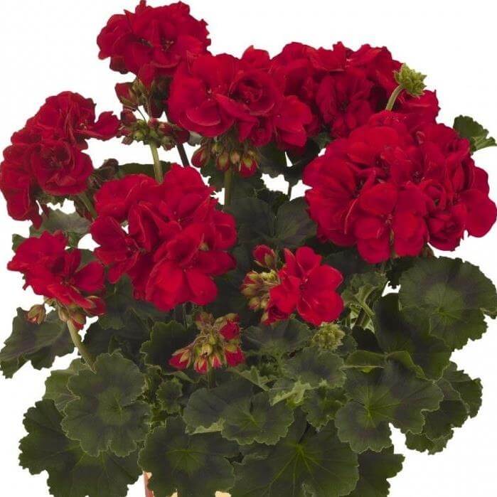 Пеларгония зональная темно-красная от производителя. Pelargonium Zonale ...
