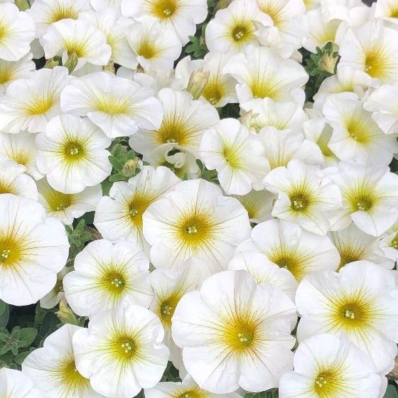 Петхоа белая от производителя. Petchoa Beautical Pearl White купить ...