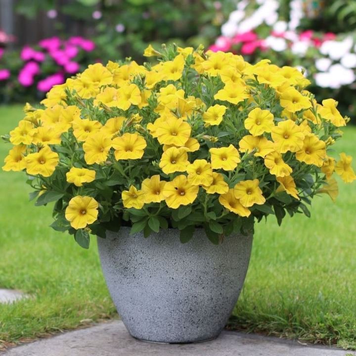 Петхоа желтая от производителя. Petchoa Beautical Yellow Sun купить ...