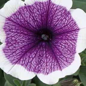 Петуния Bonnie Lavender Face от производителя. Petunia Bonnie Lavender ...