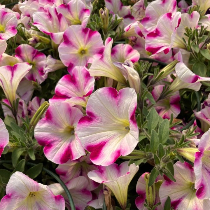 Петуния Famous Swirl Raspberry от производителя. Petunia Famous Swirl ...
