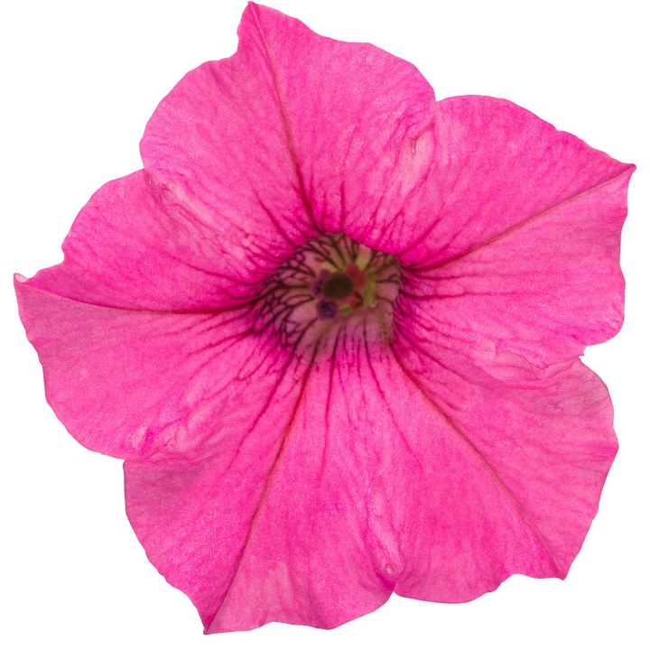 Петуния Fortado Special Hot Pink от производителя. Petunia Fortado ...