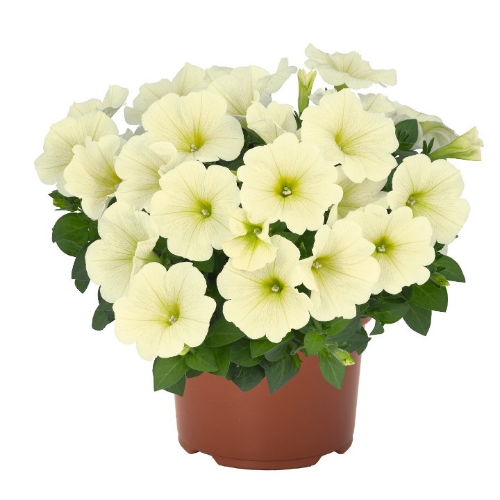 Потуния (петуния гибридная) белая с желтой серединкой от производителя ...