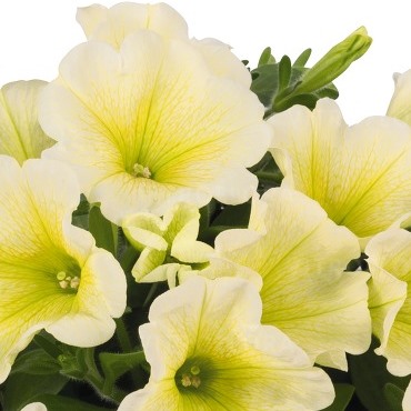 Потуния (петуния гибридная) желтая от производителя. Petunia Potunia ...