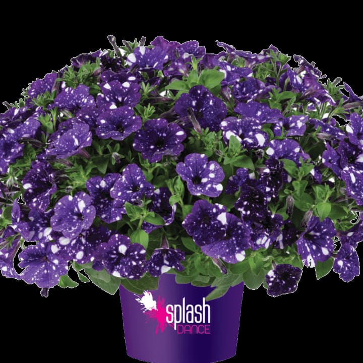 Петуния Splash Dance Bolero Blue от производителя. Petunia Splash Dance ...