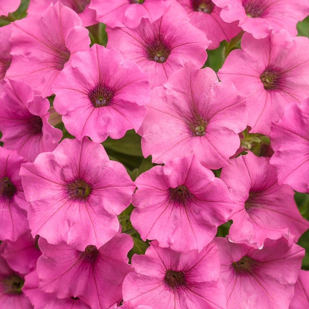 Петуния Супертуния розовая от производителя. Petunia Supertunia Mini ...