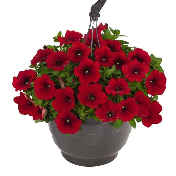 Петуния гибридная Сюрприз красная от производителя. Petunia Surprise ...