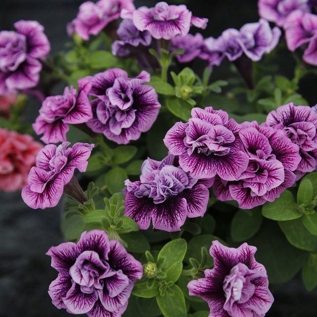 Петуния Sweetsunshine Compact Hot Pink Veins от производителя. Petunia ...