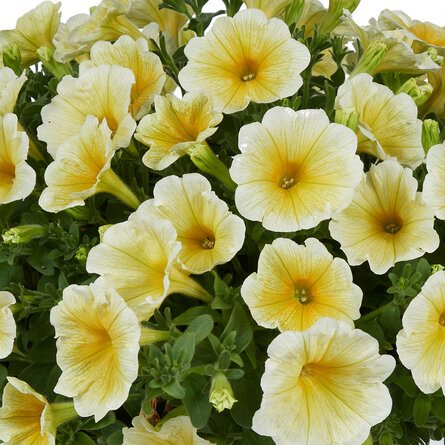 Петуния Tea Yellow от производителя. Petunia Tea Yellow купить оптом и ...