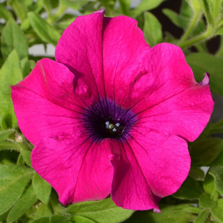 Сурфиния пурпурная от производителя. Petunia Surfinia Giant Purple ...
